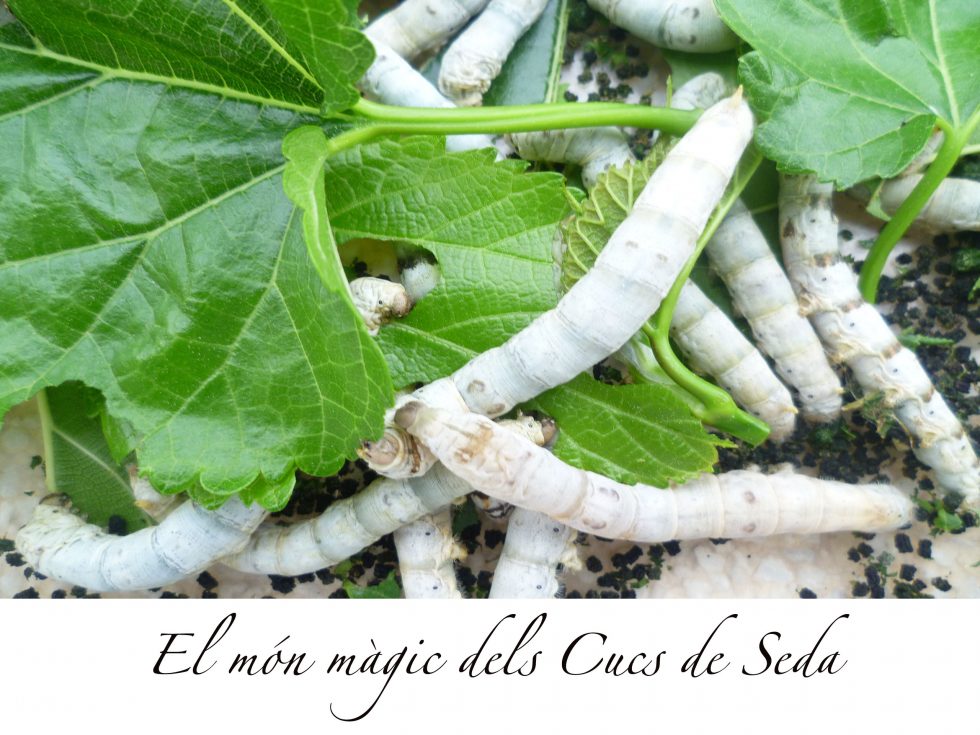 CUCS DE SEDA - Art en Seda